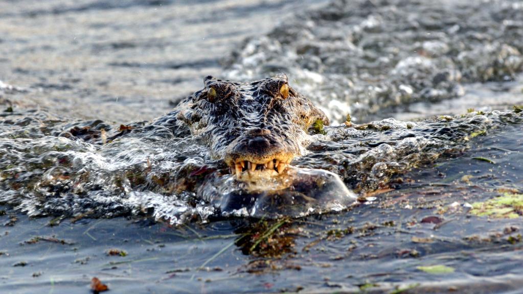 Crocodile Seen Dragging Body Along River – True News Media