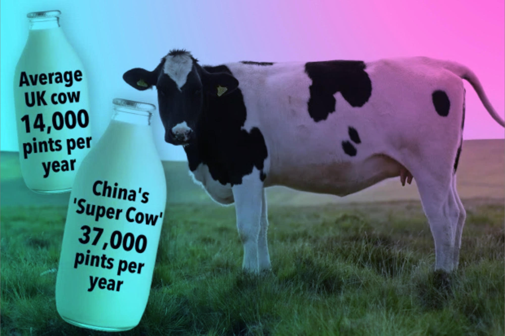 China Has Created a Super Cow – True News Media