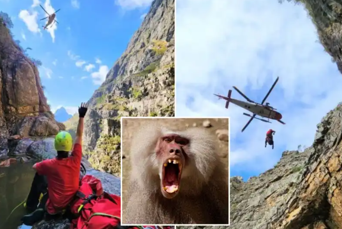 Furious Baboons Hurl Rocks at Hikers Breaking THREE of Their Legs ...